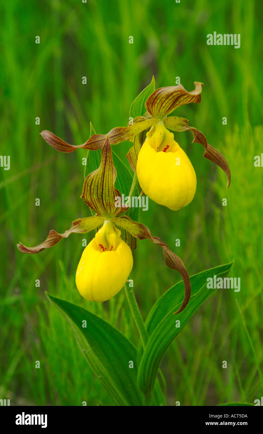 Cypripedium pubescens var pubescens Banque de photographies et d’images ...