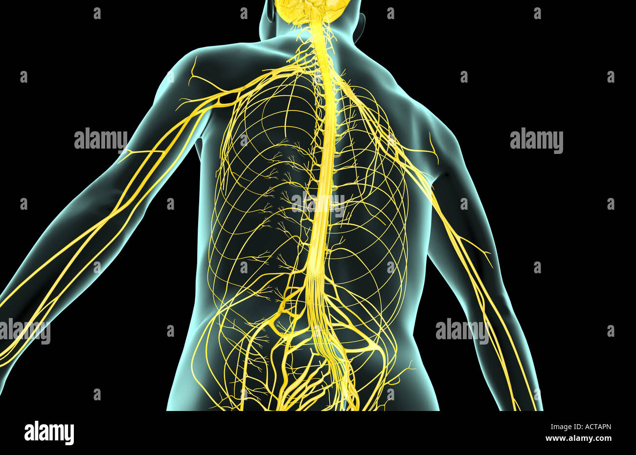 Les nerfs de la partie supérieure du corps Photo Stock - Alamy