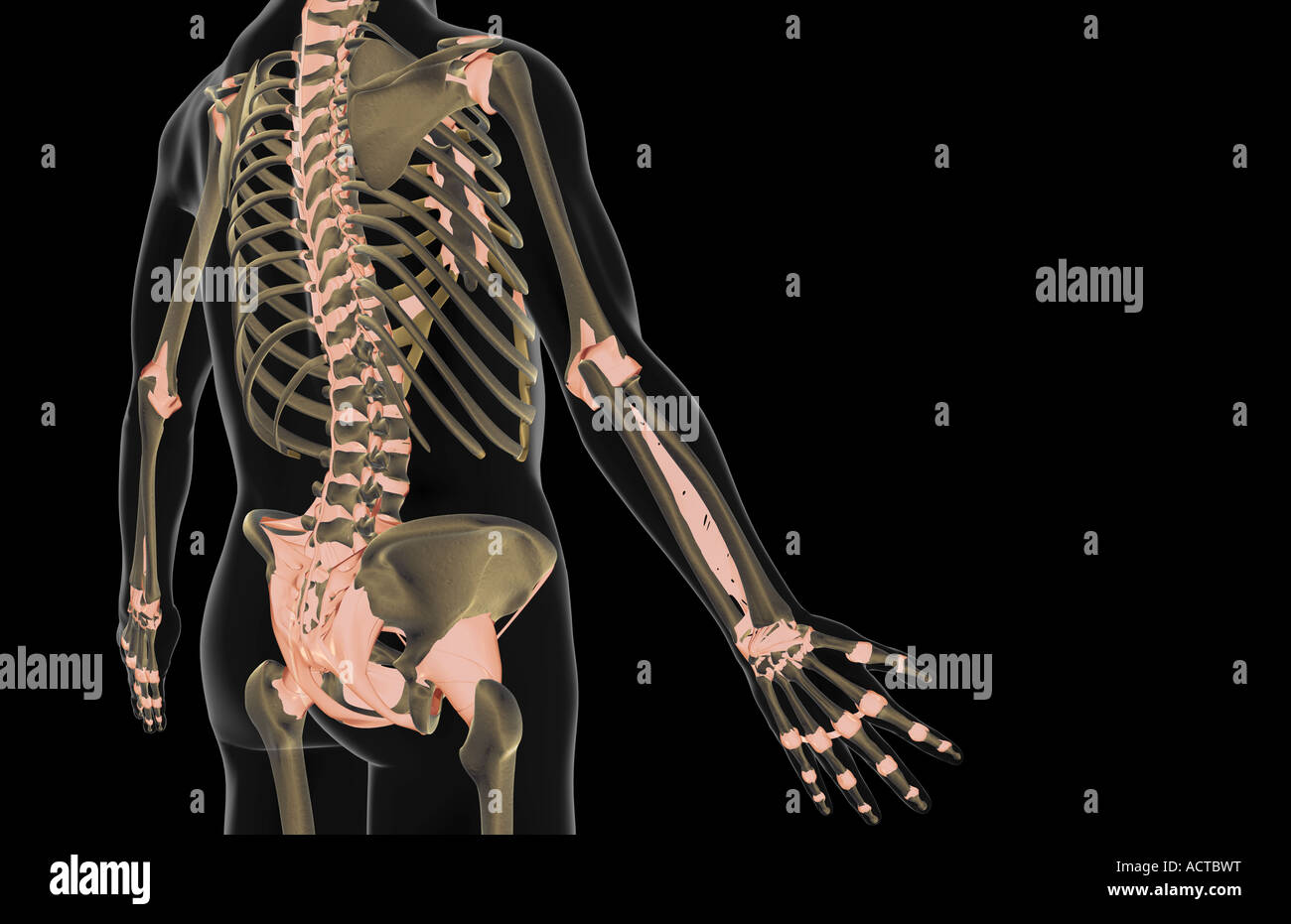 Anatomie du tronc Banque de photographies et d’images à haute ...