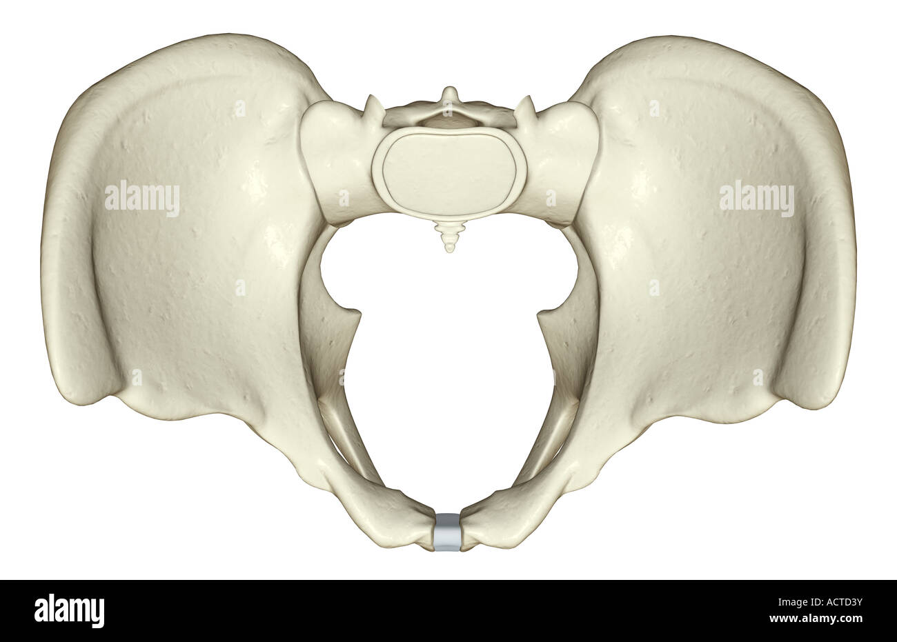 Anatomie du bassin humain Banque d'images détourées - Page 3 - Alamy