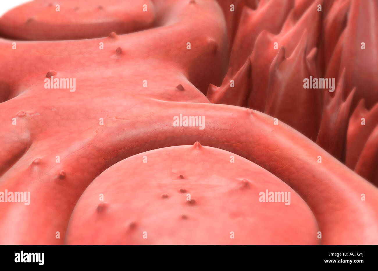 Papille Filiforme Banque d'image et photos - Alamy
