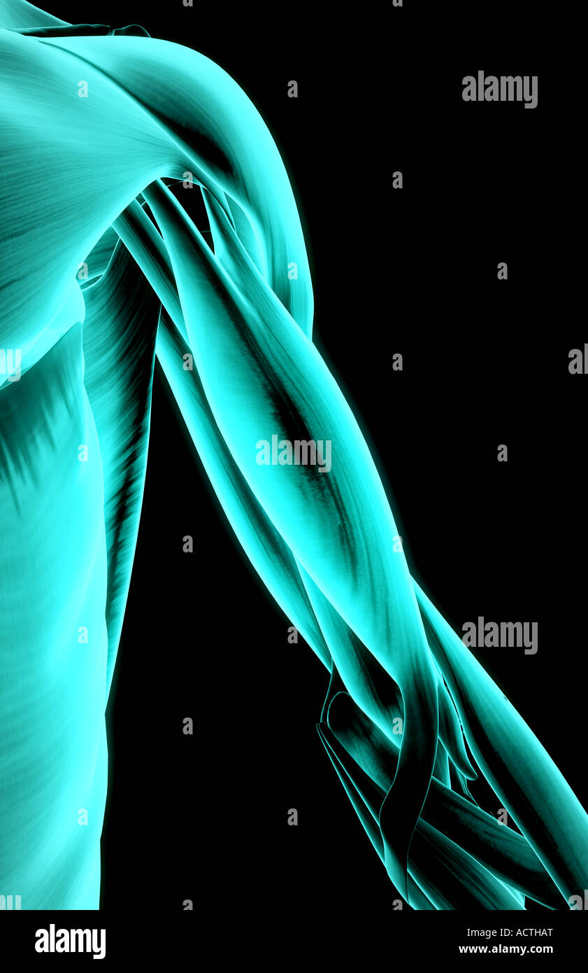 Muscles of the upper arm Banque de photographies et d’images à haute ...