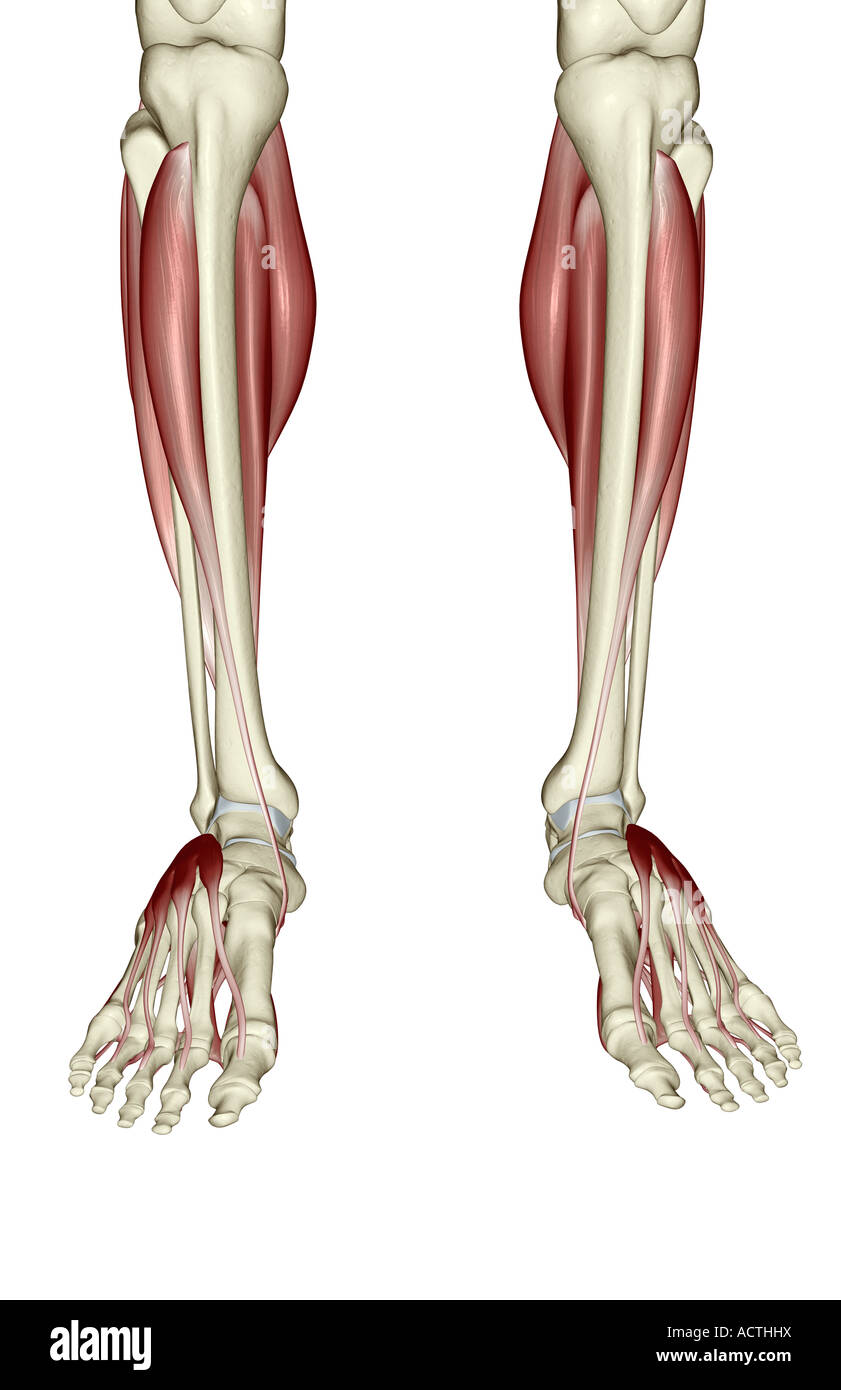 Muscles de la jambe et du pied humains Banque de photographies et d ...