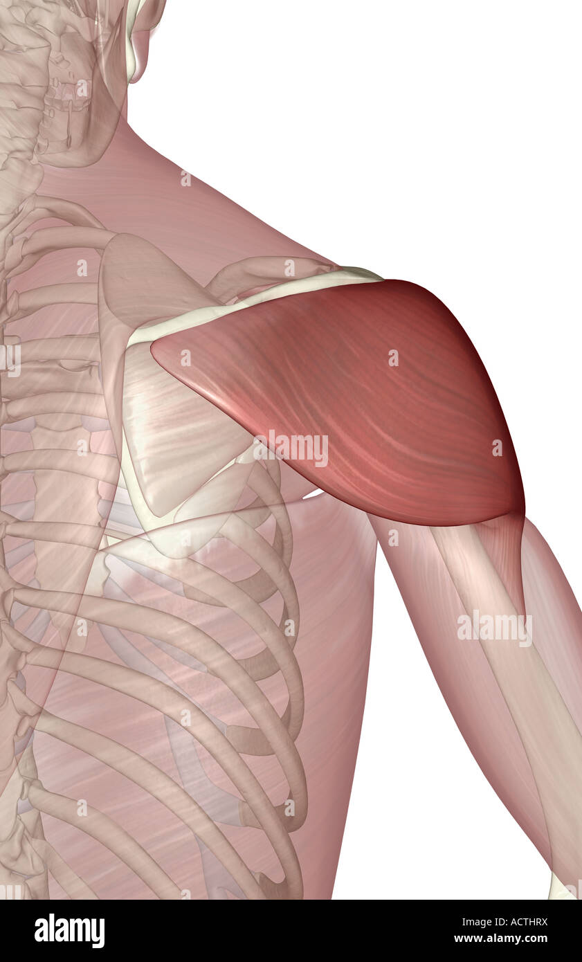 Deltoid muscle Banque de photographies et d’images à haute résolution ...