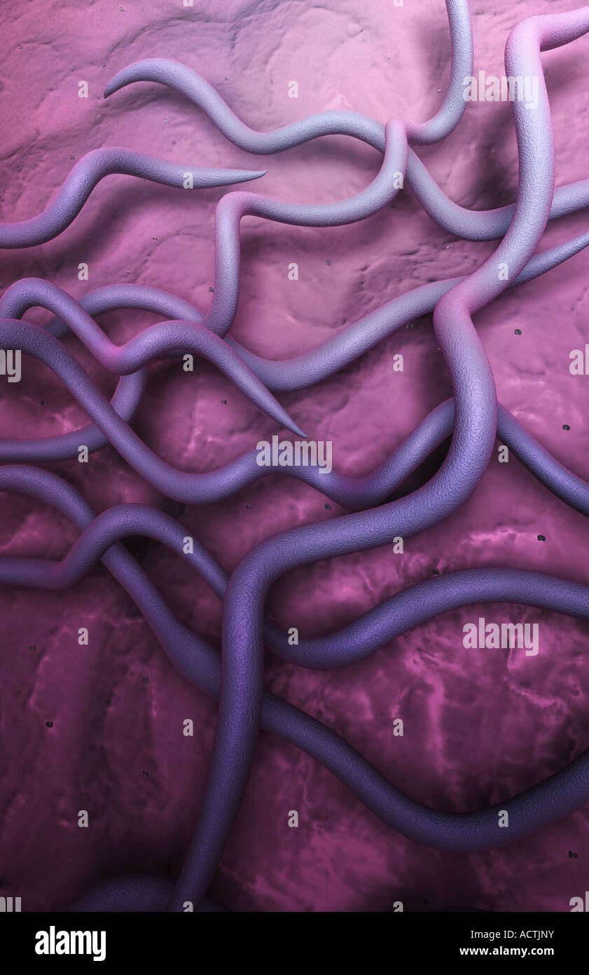 Bactérie de la maladie de lyme Banque de photographies et d’images à ...