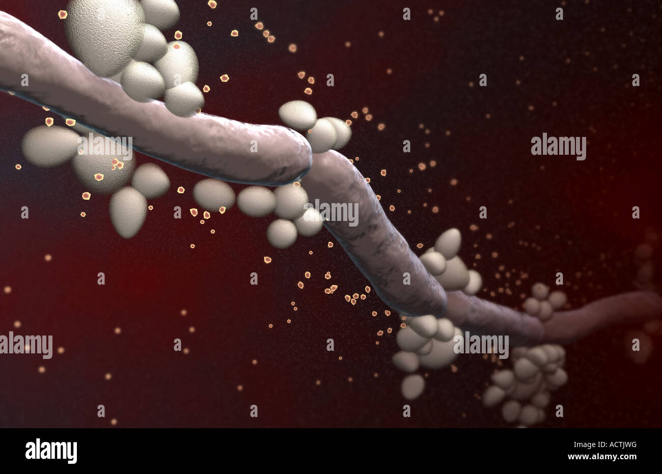 Champignon candida albicans Banque de photographies et d’images à haute ...