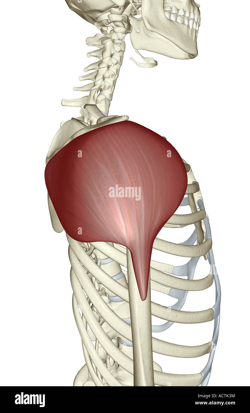 Deltoid muscle Banque de photographies et d’images à haute résolution ...