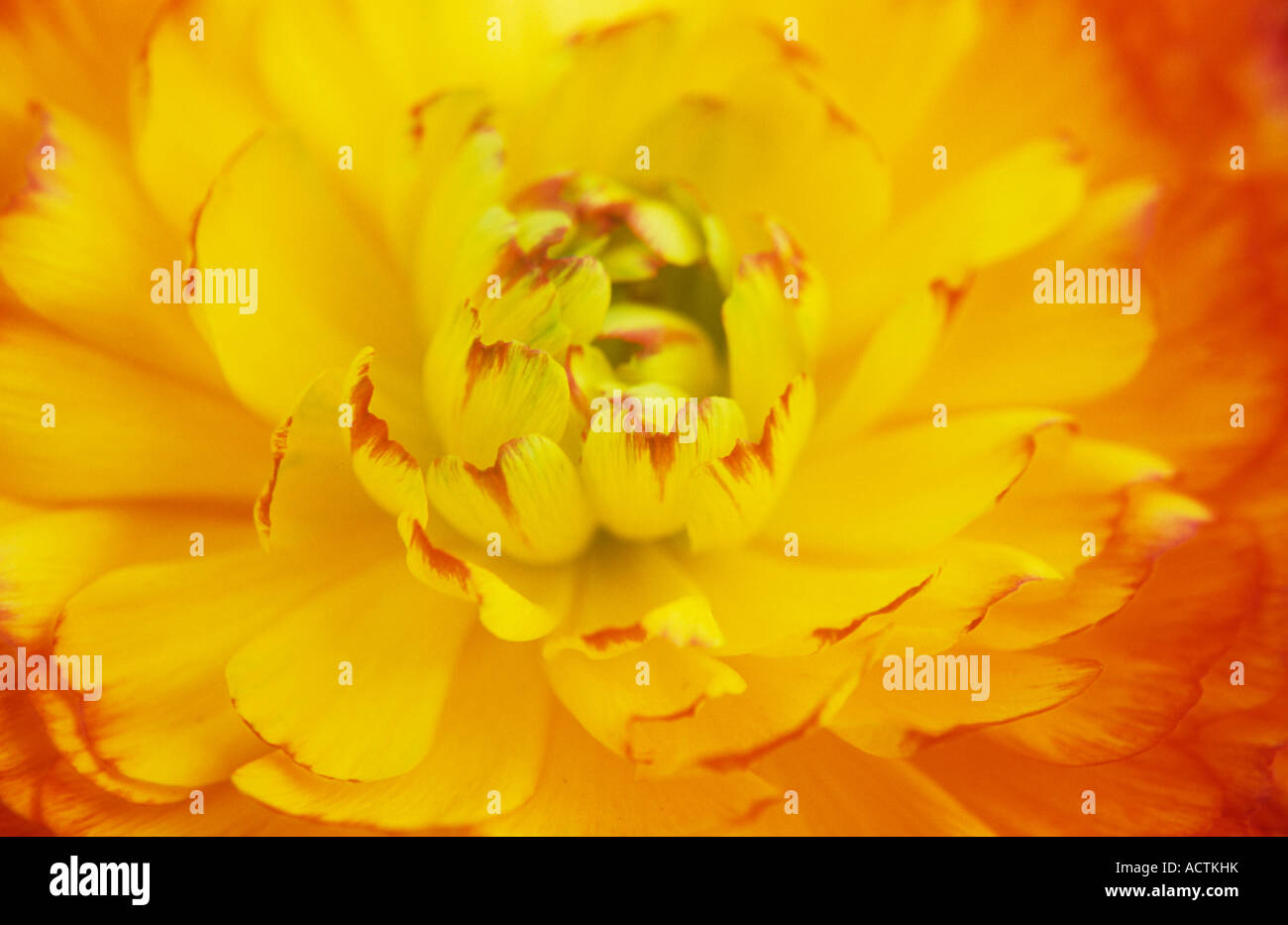 Close up of jaune pur rouge avec pétales multi-couches de Ranunculus ...