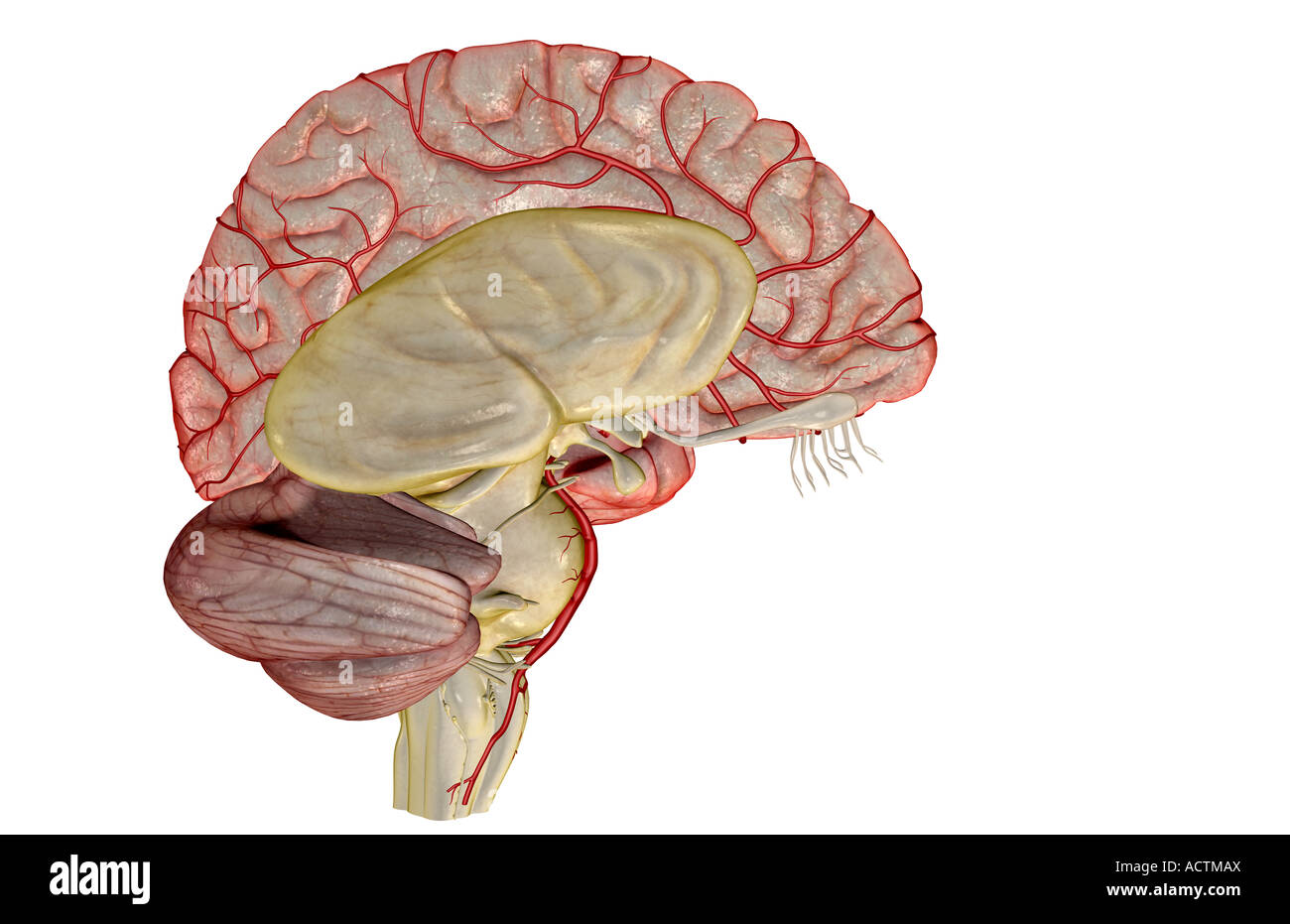 Anterior cerebral artery Banque d'images détourées - Alamy