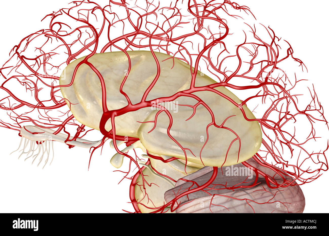 Vaisseaux sanguins du cerveau Banque de photographies et d’images à ...