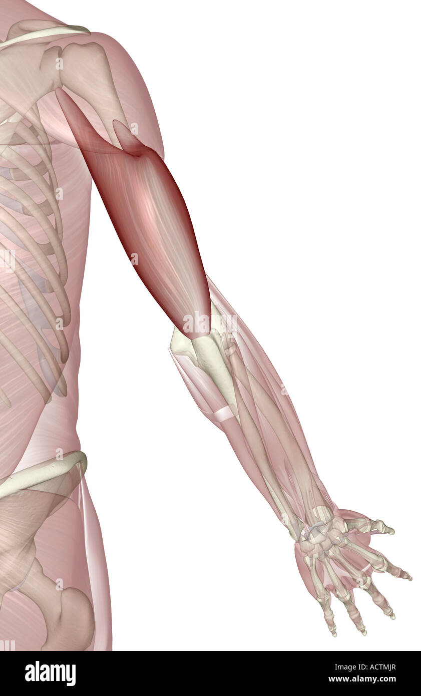 Triceps Brachii Banque d'image et photos - Alamy