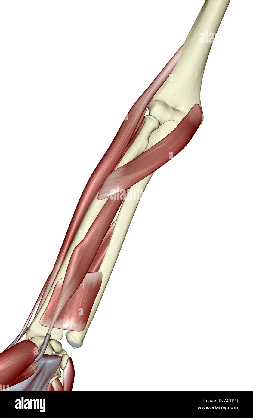 Muscles du bras inférieur Photo Stock - Alamy