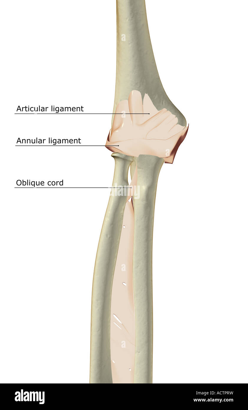Les ligaments de l'articulation du coude Photo Stock - Alamy