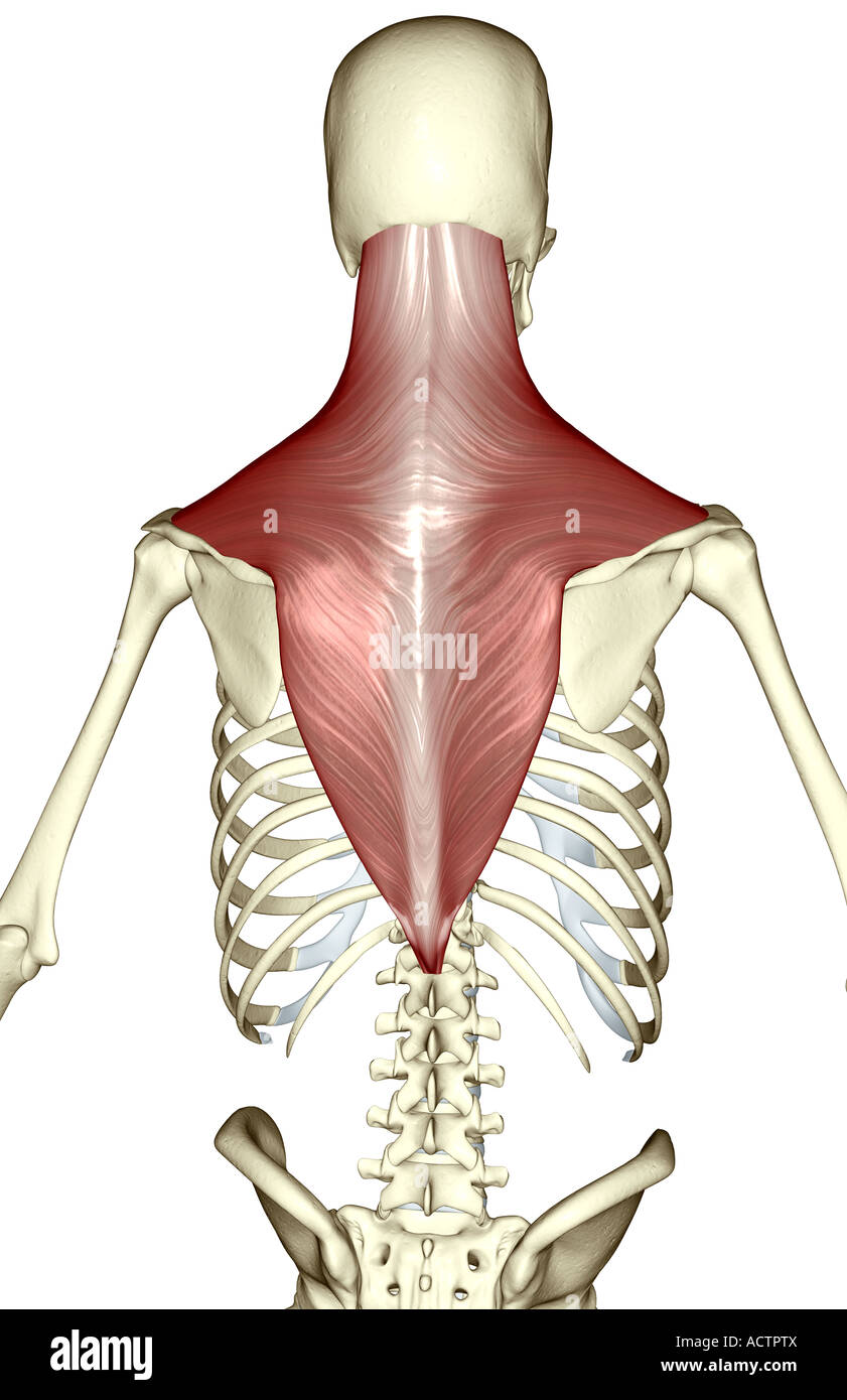 Anatomie des muscles du dos Banque de photographies et d’images à haute ...