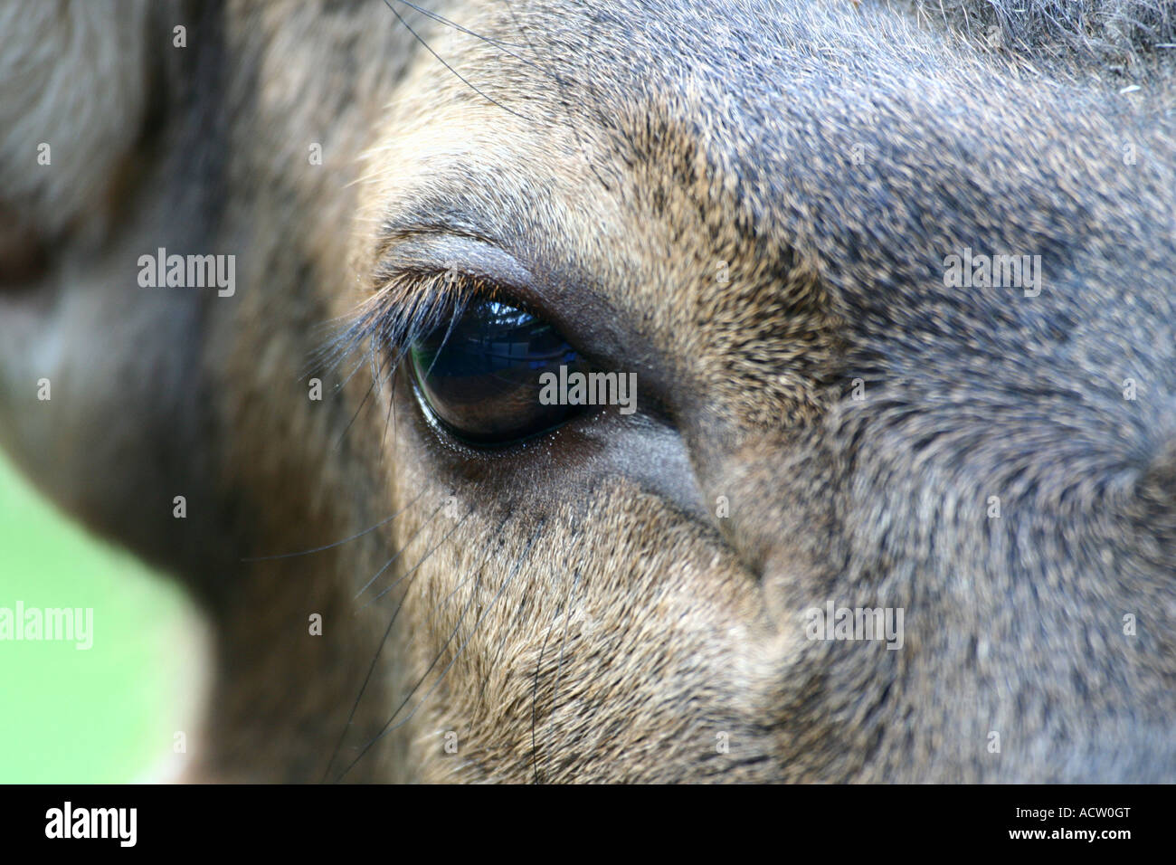 Oeil de cerf Banque de photographies et d’images à haute résolution - Alamy