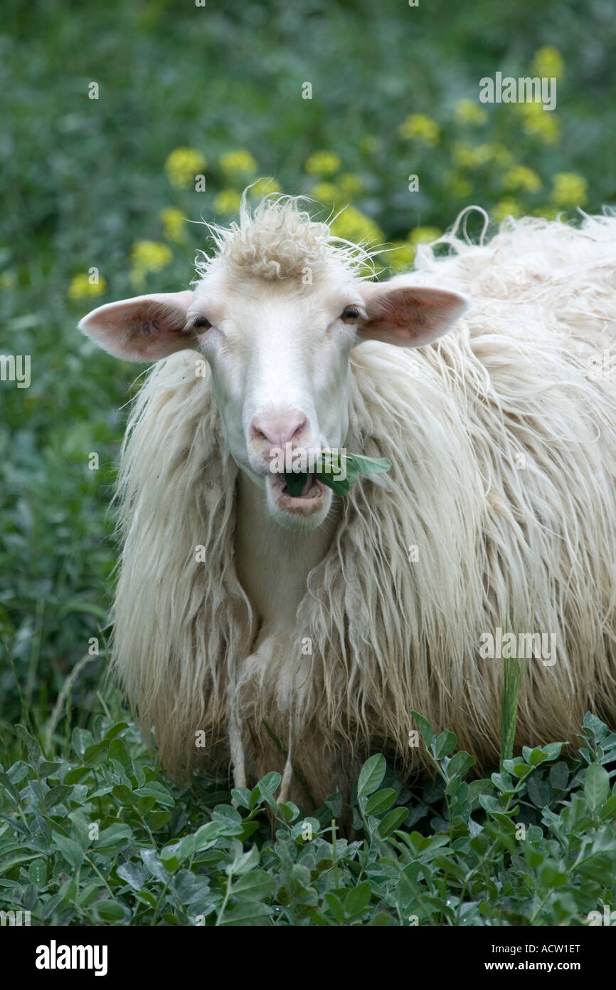 Sarda sheep Banque de photographies et d’images à haute résolution - Alamy