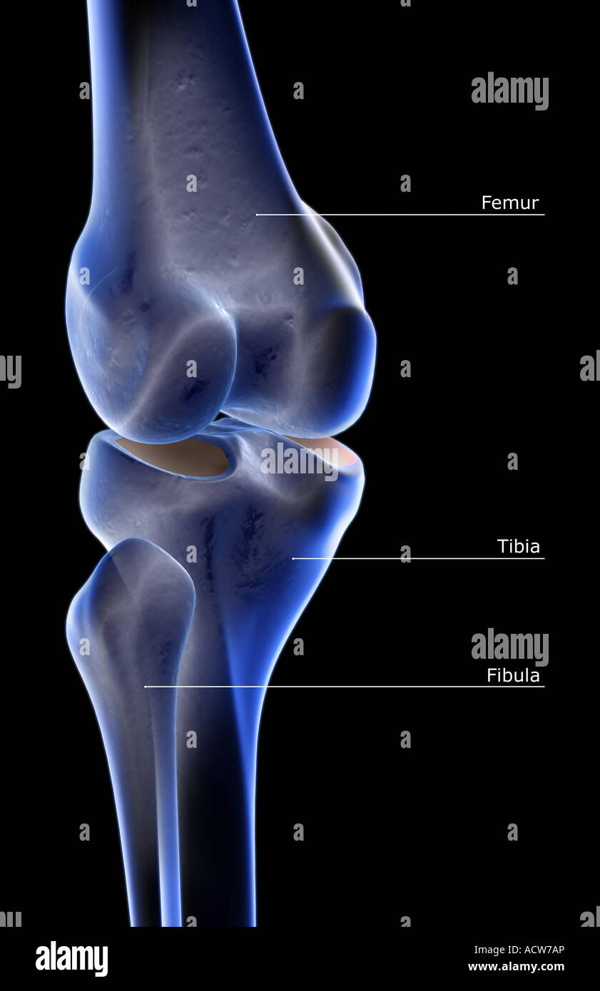 Medial condyle Banque de photographies et d’images à haute résolution ...