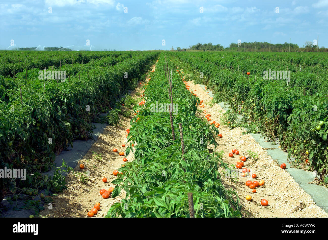 Champs de tomates près de Homestead, Floride, USA Photo Stock - Alamy