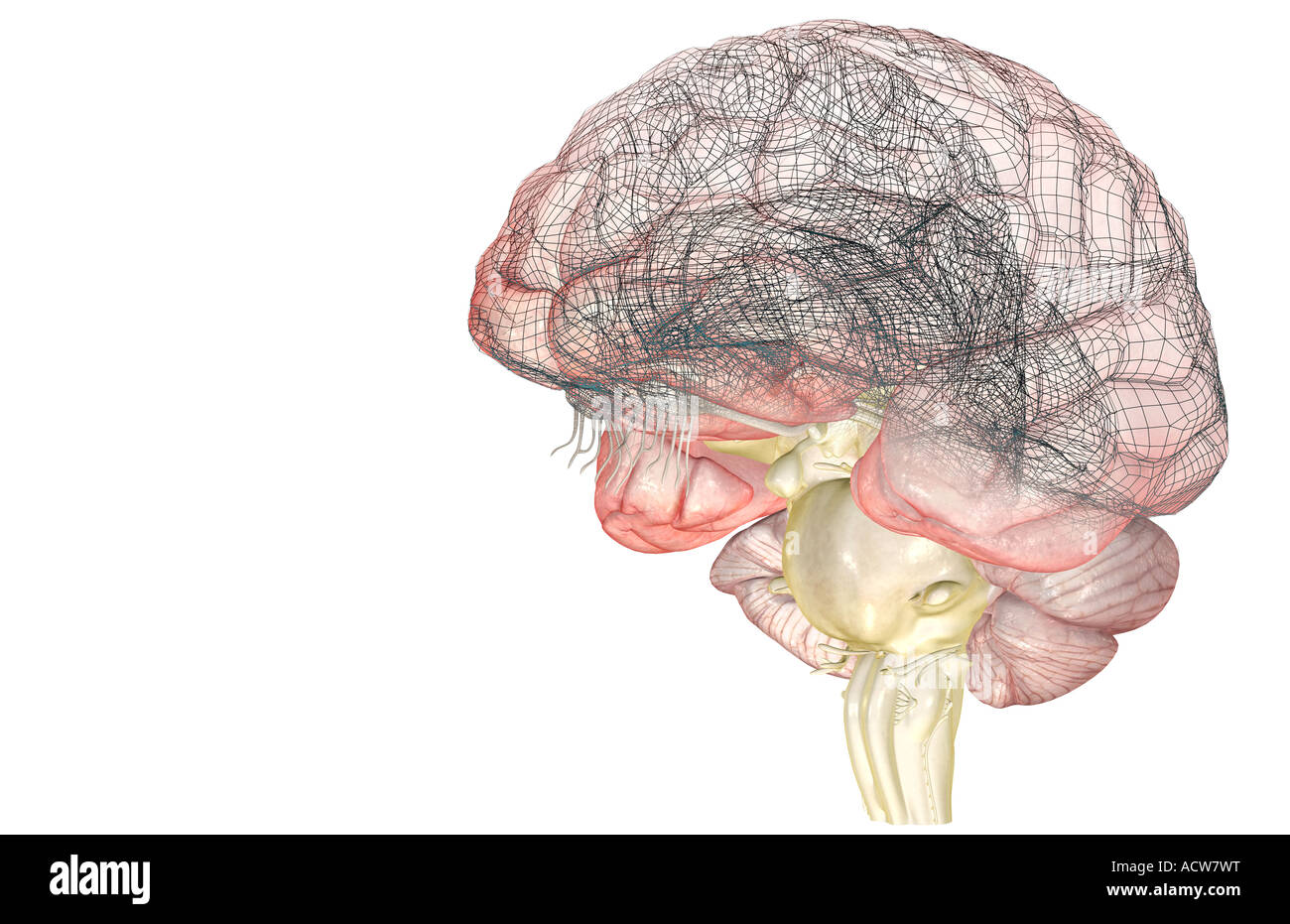 Le tronc cérébral Banque de photographies et d’images à haute ...