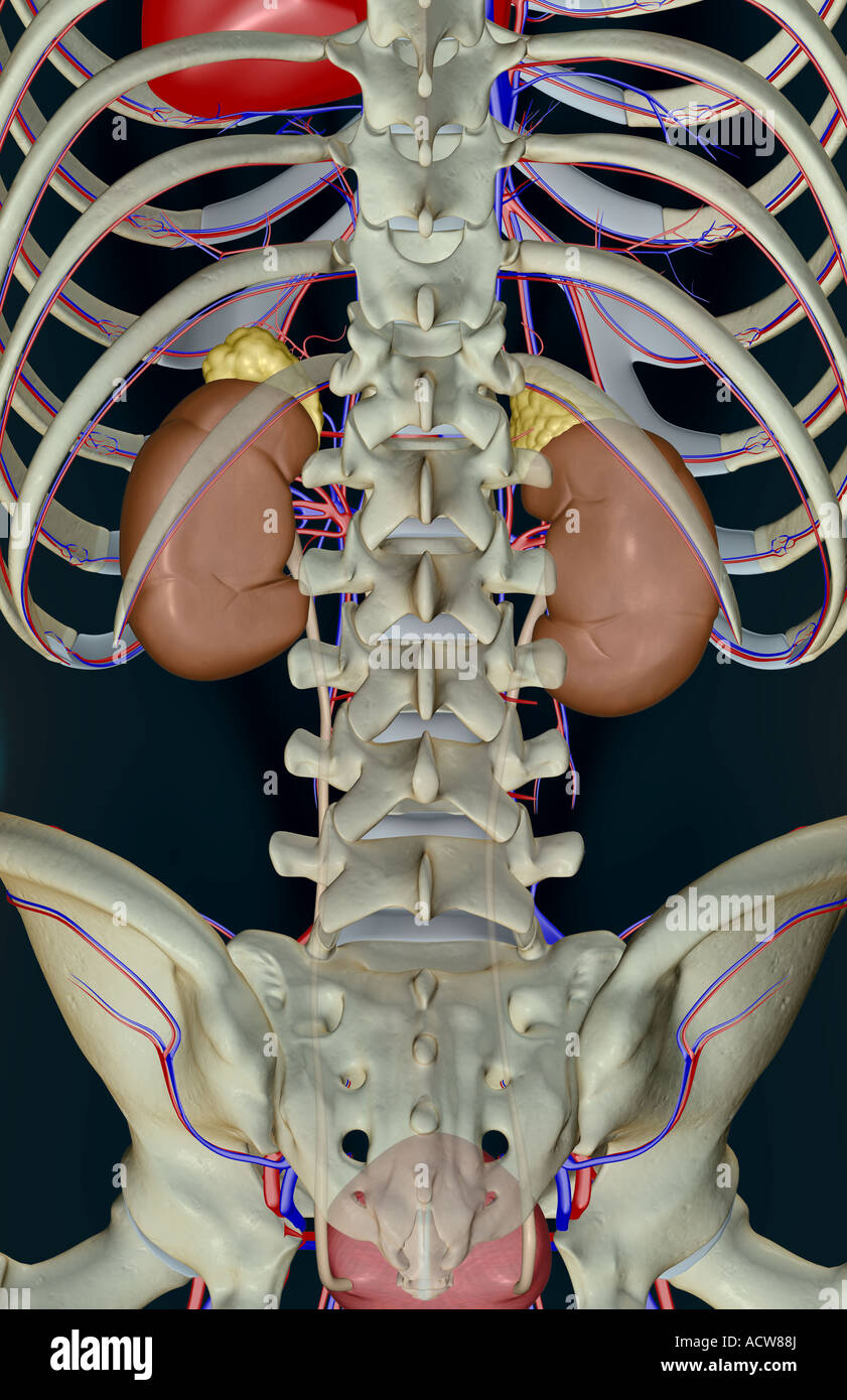 Systeme Urinaire Banque d'image et photos - Alamy