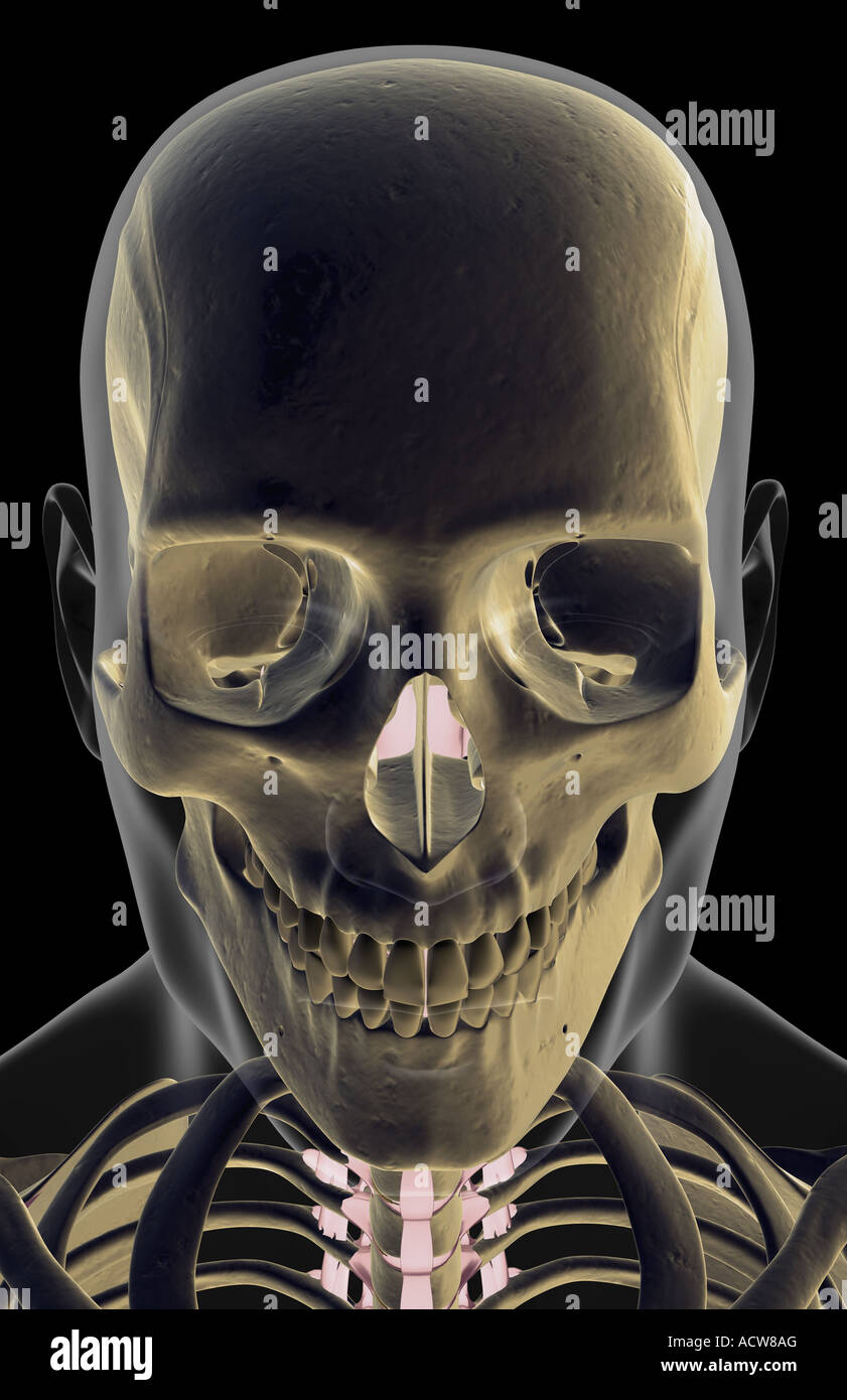 Arc zygomatique Banque de photographies et d’images à haute résolution ...