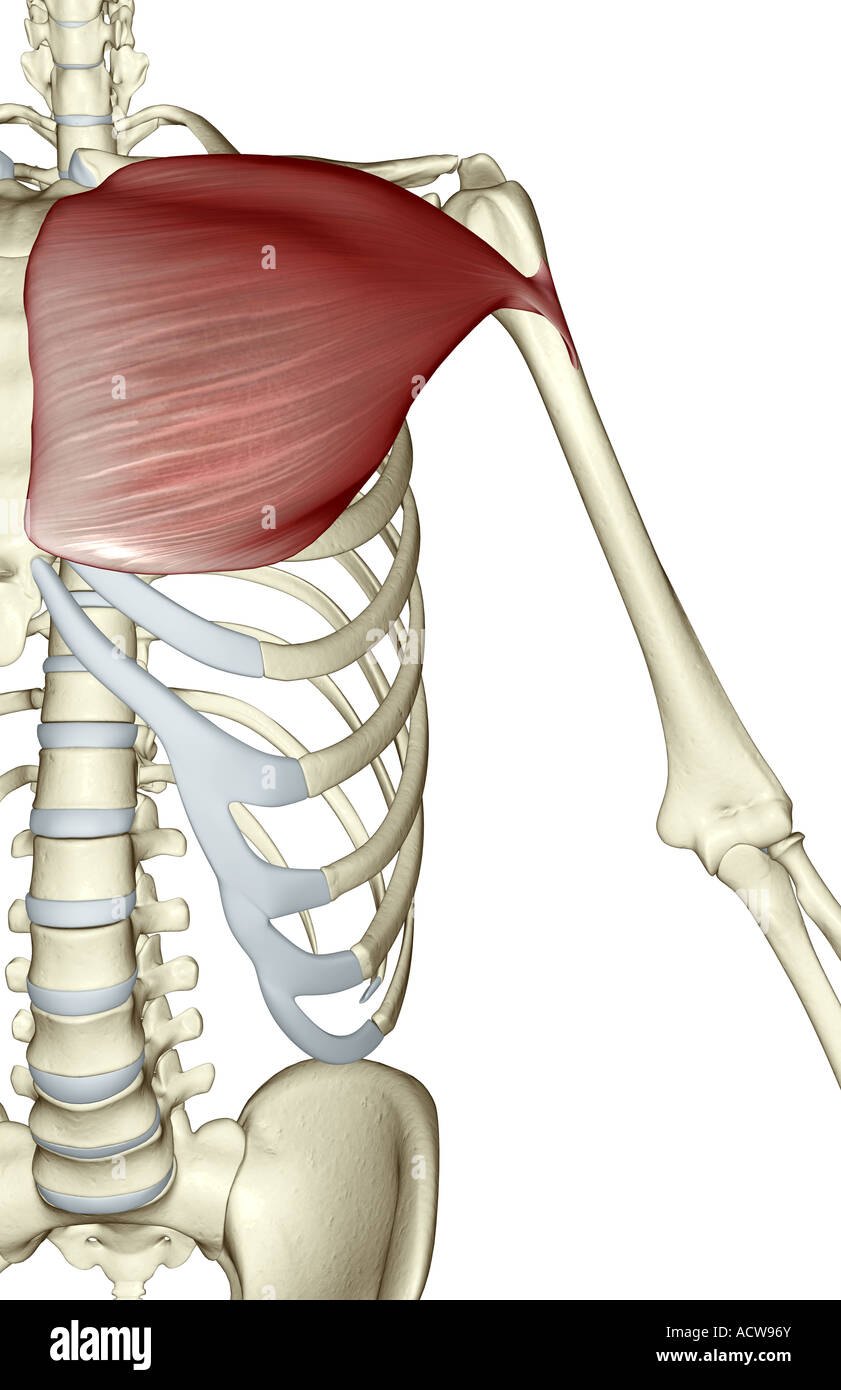 Grand Pectoral Muscle | Muscle Grand Pectoral Anatomie – LAYVG