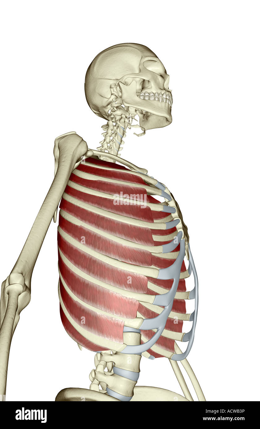 Musculature thoracique Banque de photographies et d’images à haute ...