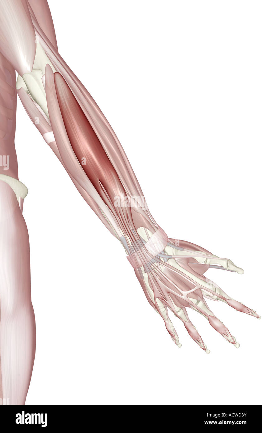 Extenseur du muscle digitorum Banque de photographies et d’images à ...