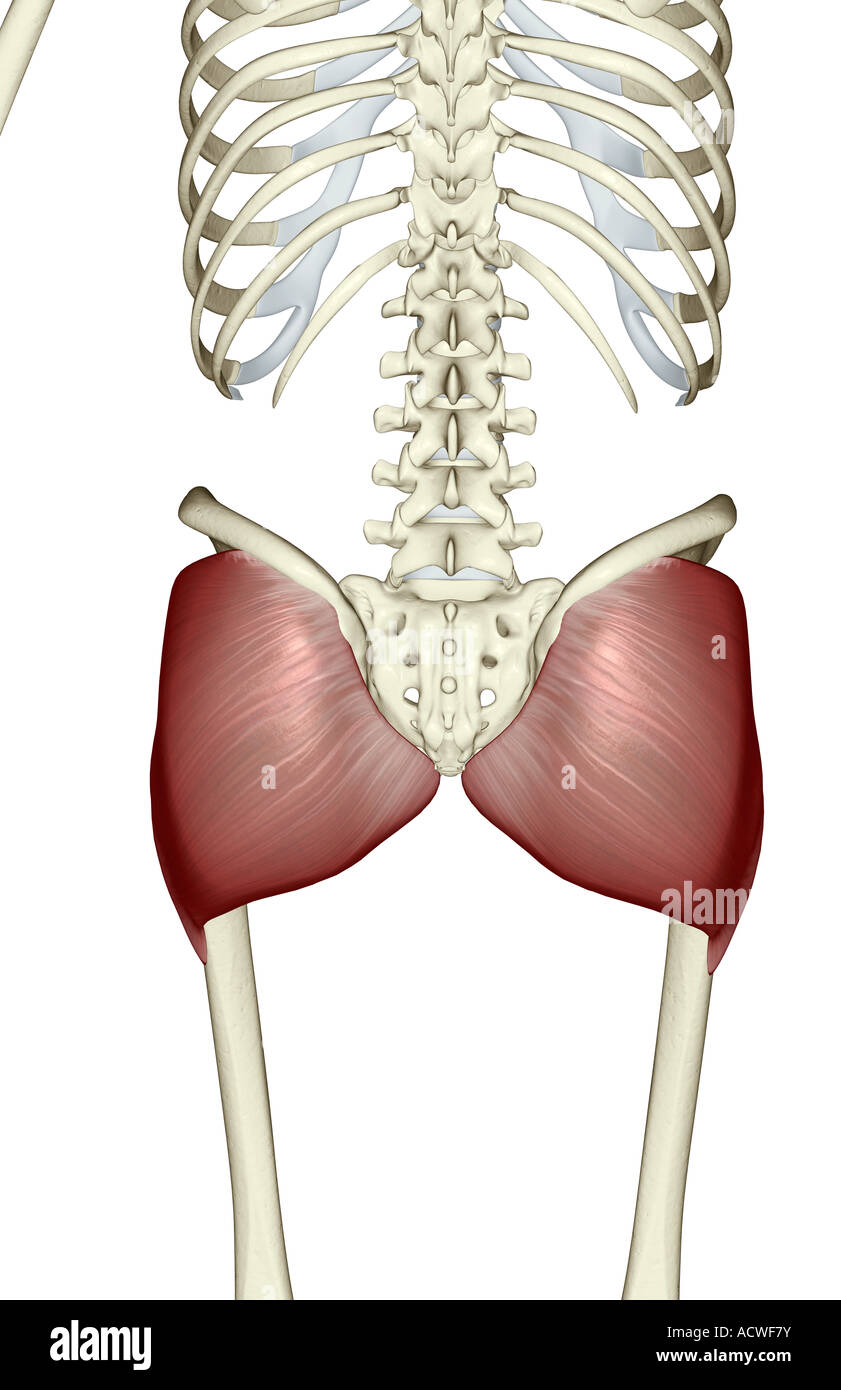Fessier Muscle Banque d'image et photos - Alamy