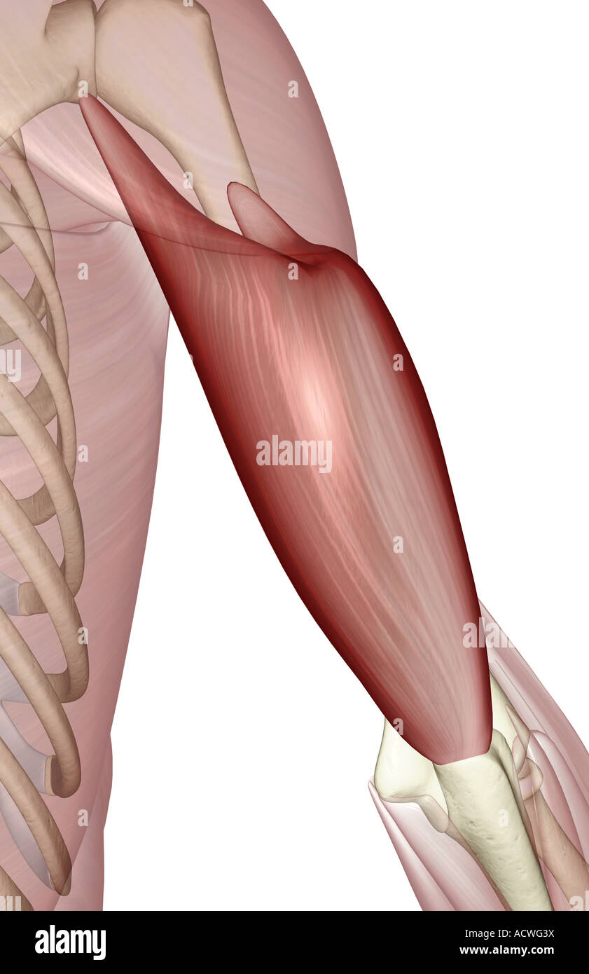Triceps brachii Banque de photographies et d’images à haute résolution ...