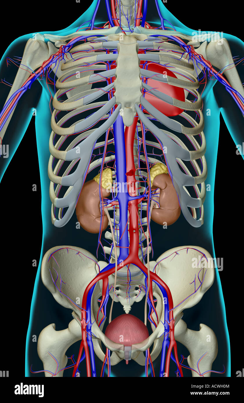 Systeme urinaire Banque de photographies et d’images à haute résolution ...