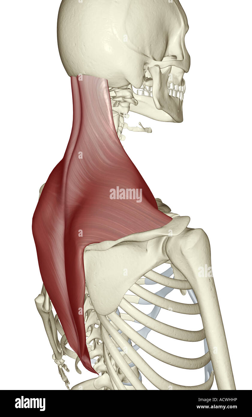 Trapezius muscle Banque de photographies et d’images à haute résolution ...