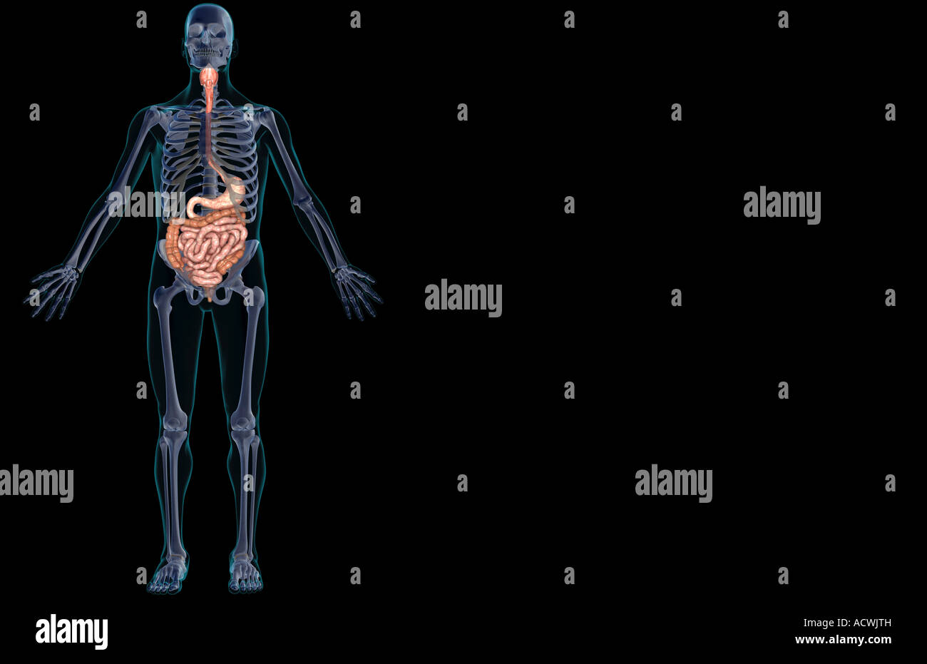 Sistema digestivo transparente Banque de photographies et d’images à ...
