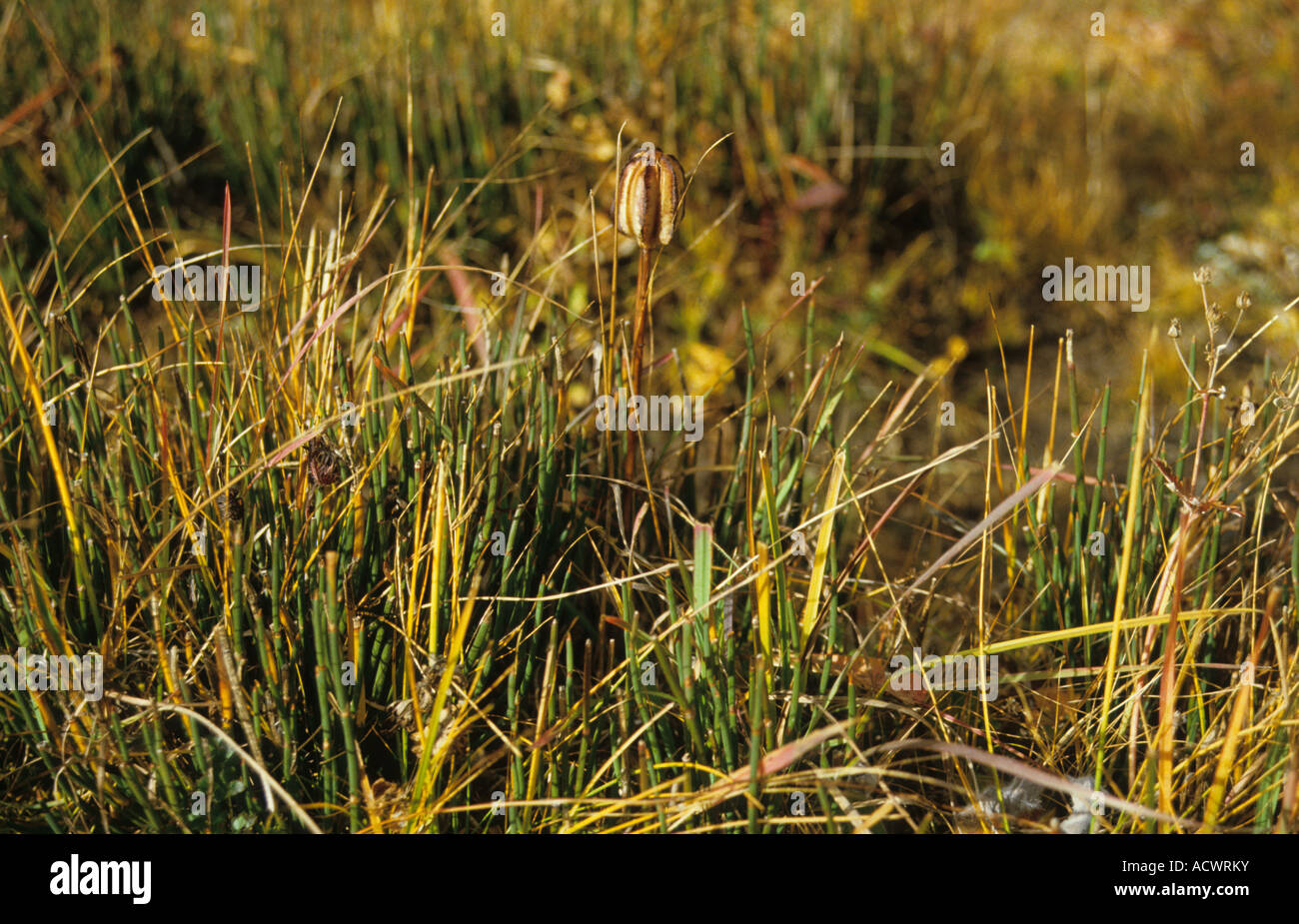 Lilium nanum Banque de photographies et d’images à haute résolution - Alamy