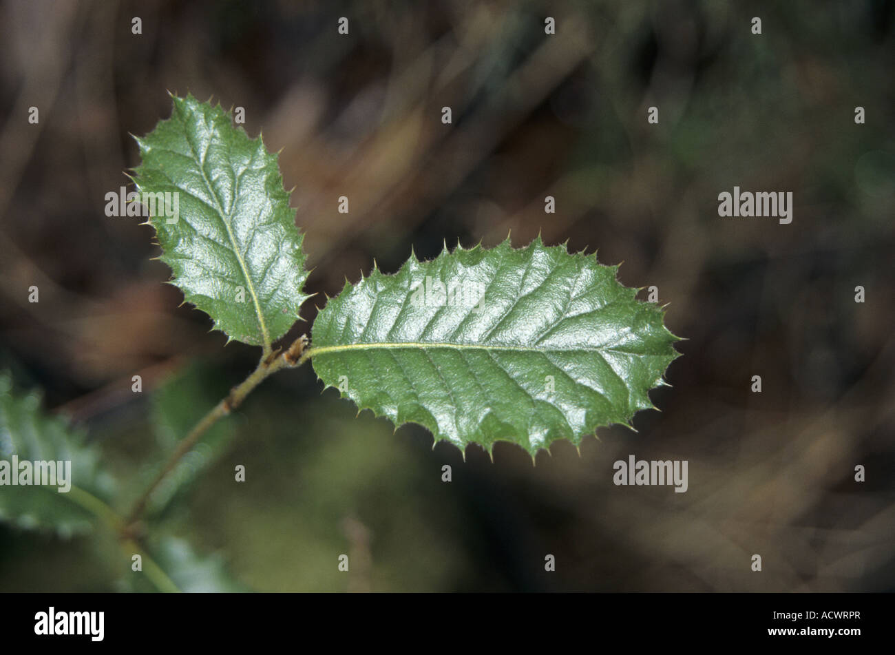Himalayan Oak Quercus semecarpifolia feuilles juvéniles Photo Stock - Alamy