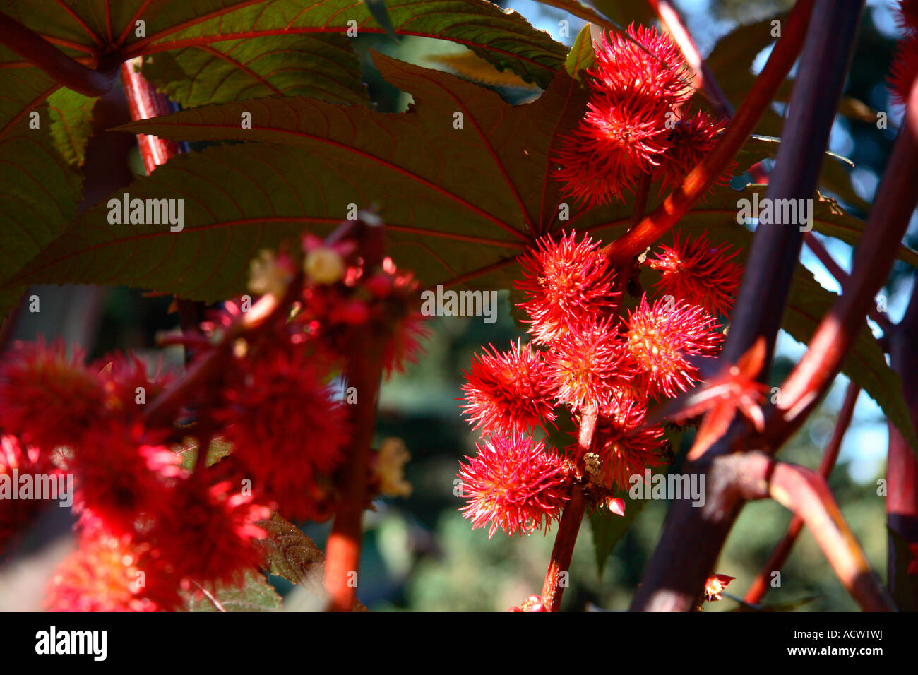 Palier d'arbre Banque de photographies et d’images à haute résolution ...