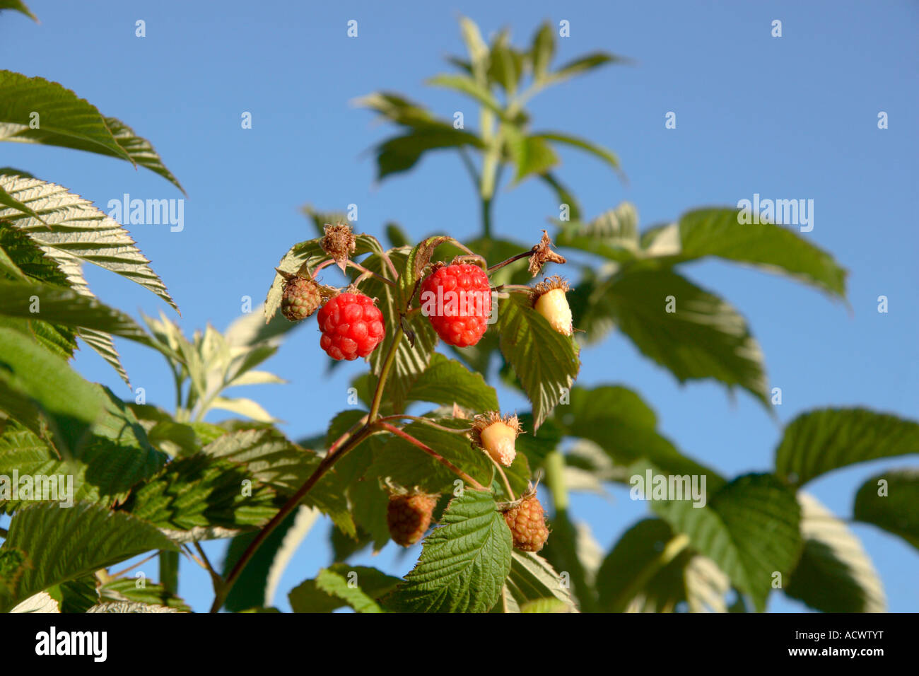 Plant de framboise Banque de photographies et d’images à haute ...