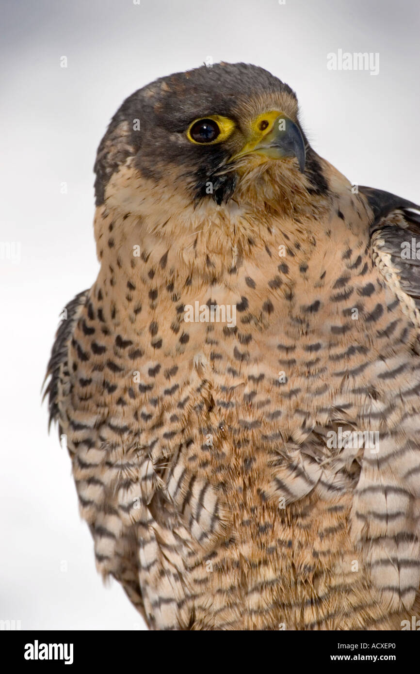 Faucon faucons oiseaux rapaces Banque d'image et photos - Alamy
