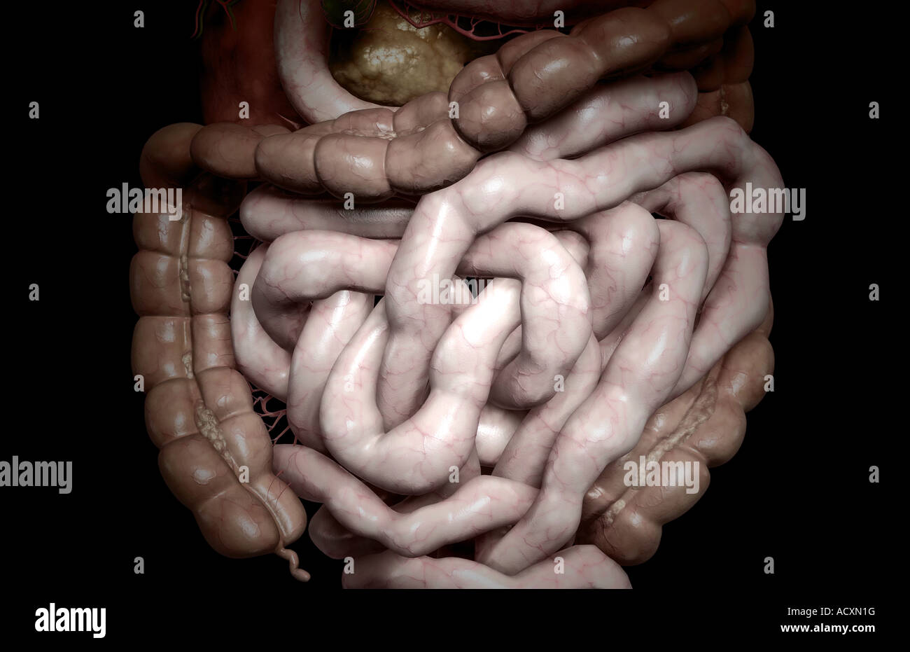 Anatomie du caecum Banque de photographies et d’images à haute ...