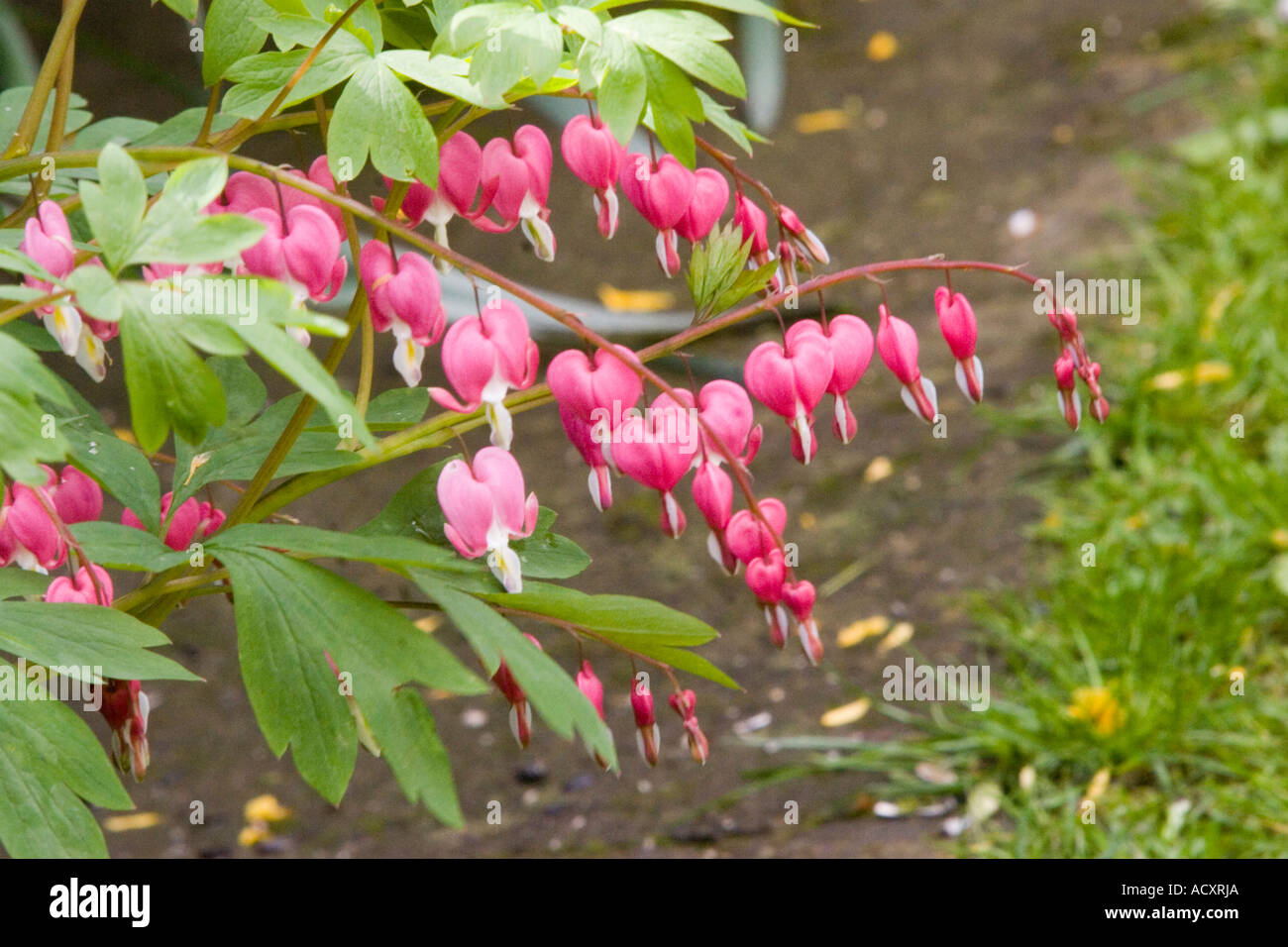 Love lies bleeding bleeding heart flower Banque de photographies et d ...
