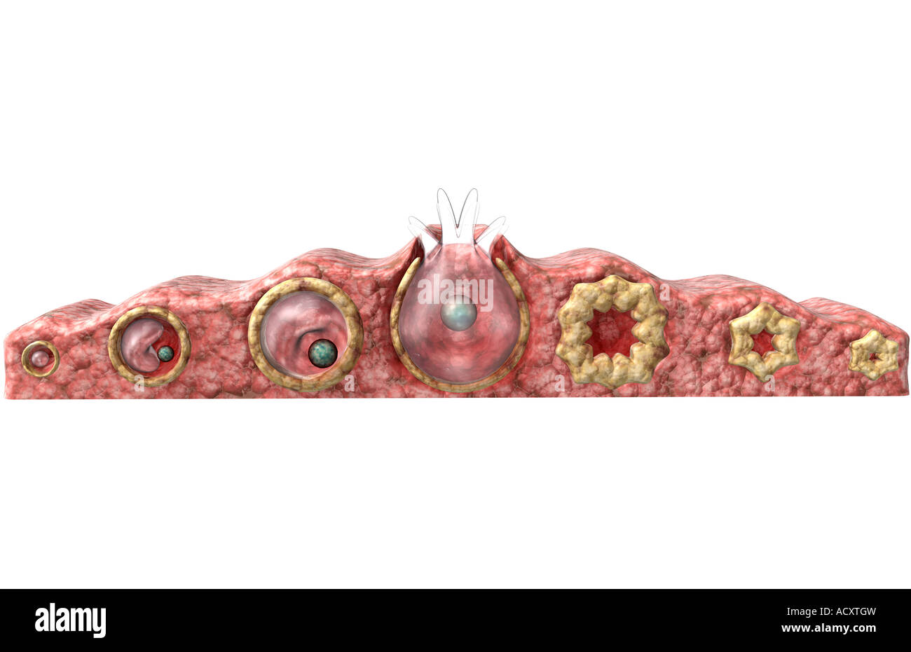 Ovulation follicle Banque de photographies et d’images à haute ...