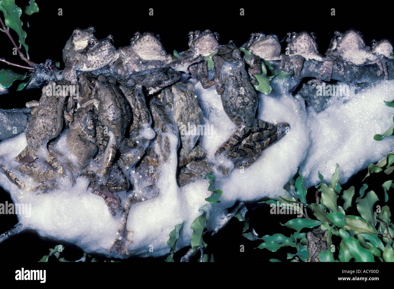 Grenouille amphiabienne arbre gris Banque de photographies et d’images ...