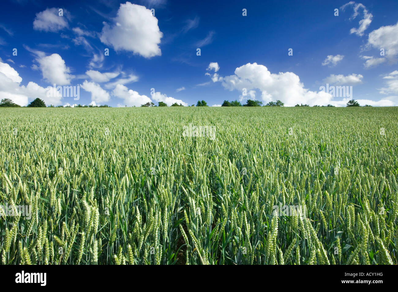 The champ Banque de photographies et d’images à haute résolution - Alamy