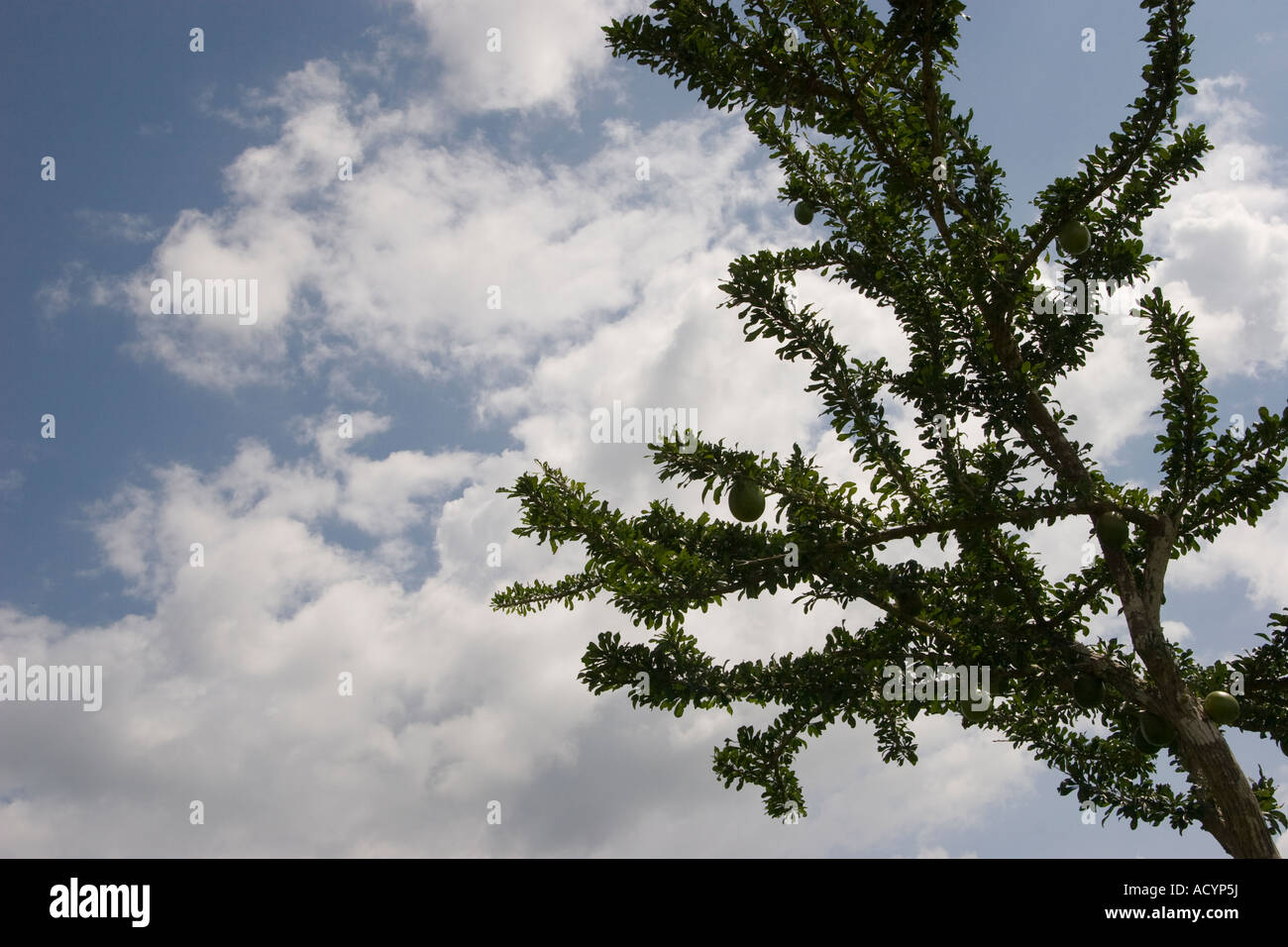 Calabash gourd tree Banque de photographies et d’images à haute ...