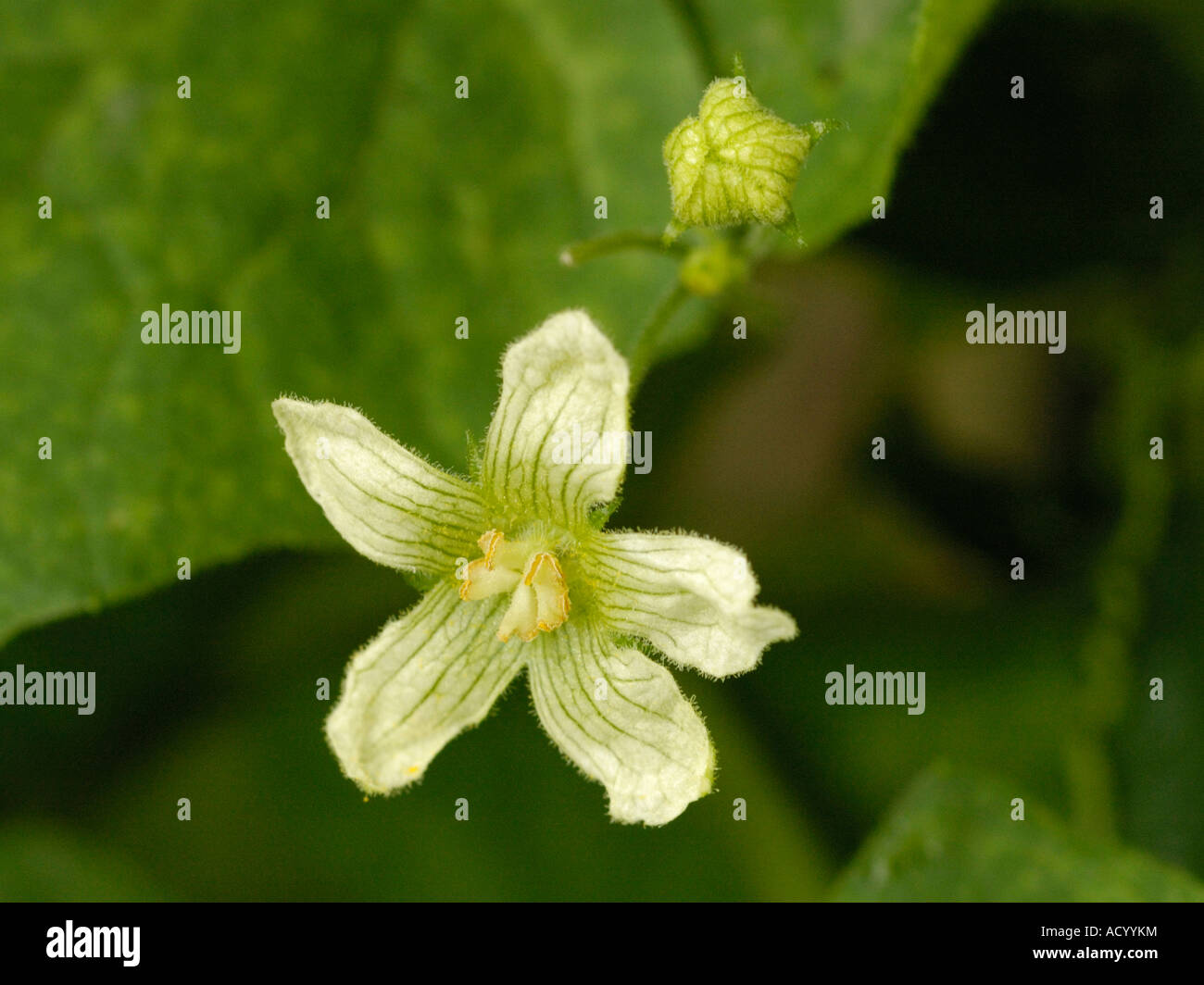 Bryonia dioica Banque de photographies et d’images à haute résolution ...
