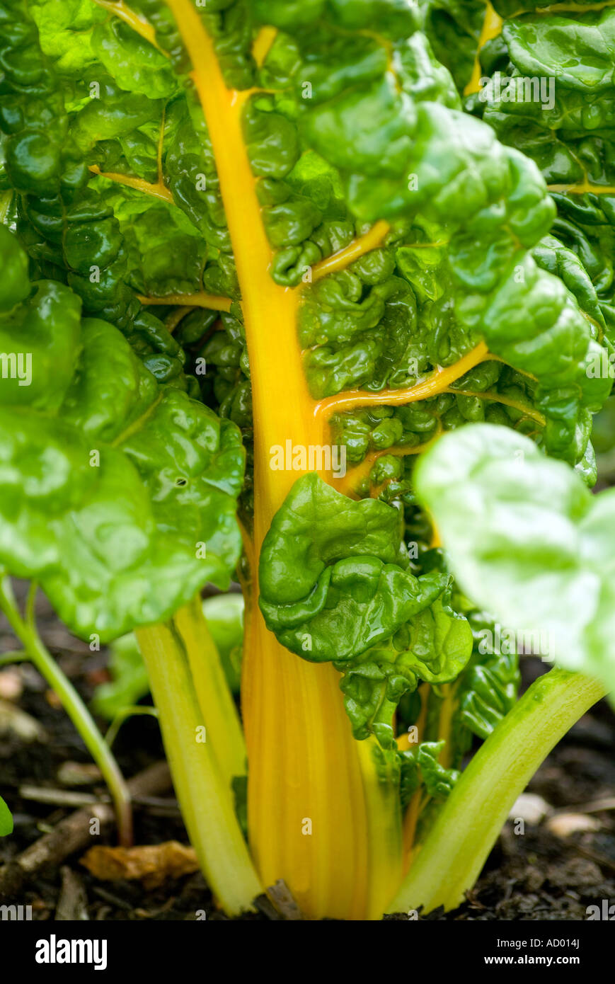 Graines de blettes bio Banque de photographies et d’images à haute ...