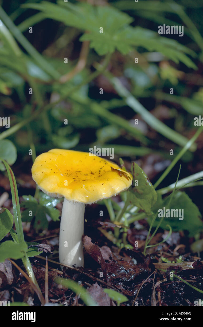 Russula claroflava Russula jaune champignons branchies comestibles ...