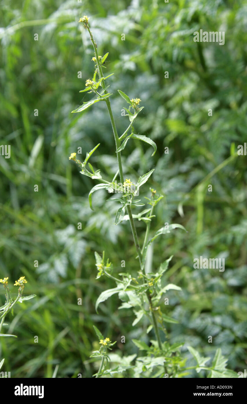 Sisymbrium officinale hedge mustard Banque de photographies et d’images ...