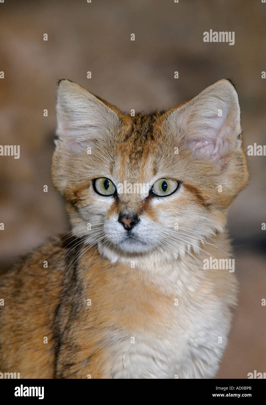 Chat sauvage arabe Banque de photographies et d’images à haute ...