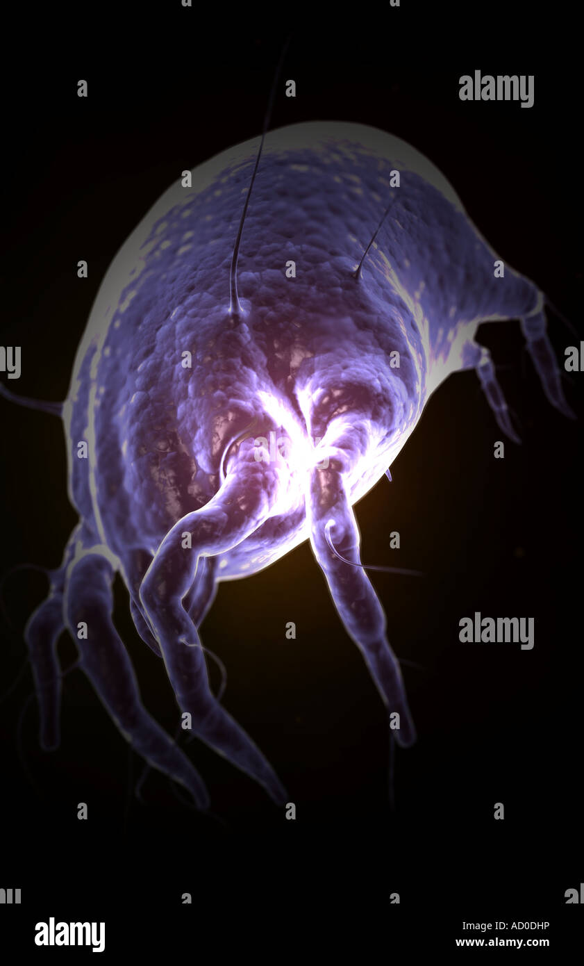 Dermatophagoides farinae Banque de photographies et d’images à haute ...
